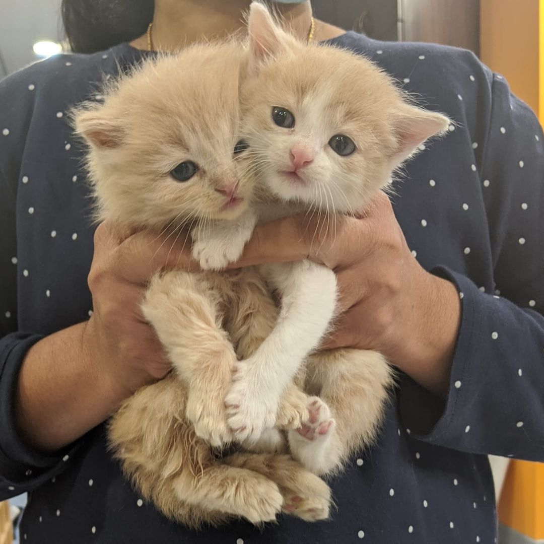 Noble West Animal Hospital FAQs